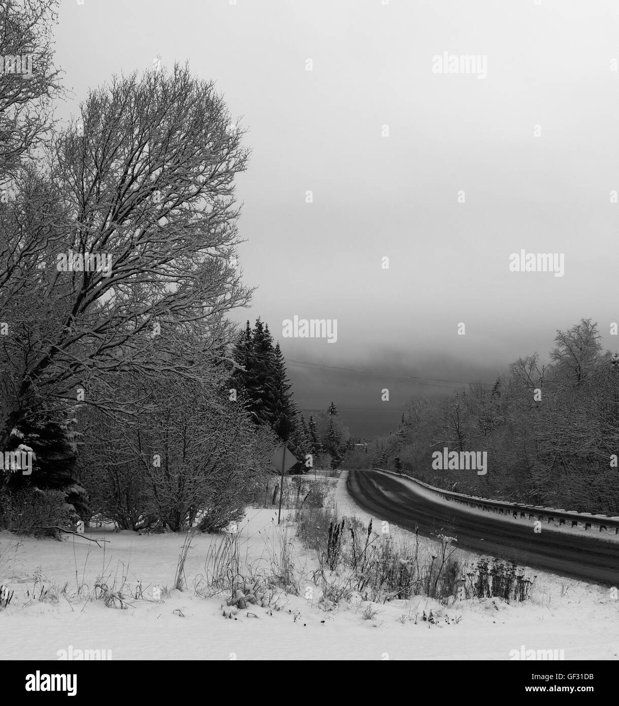 A road slopes into the distance between stands of snow covered trees ...