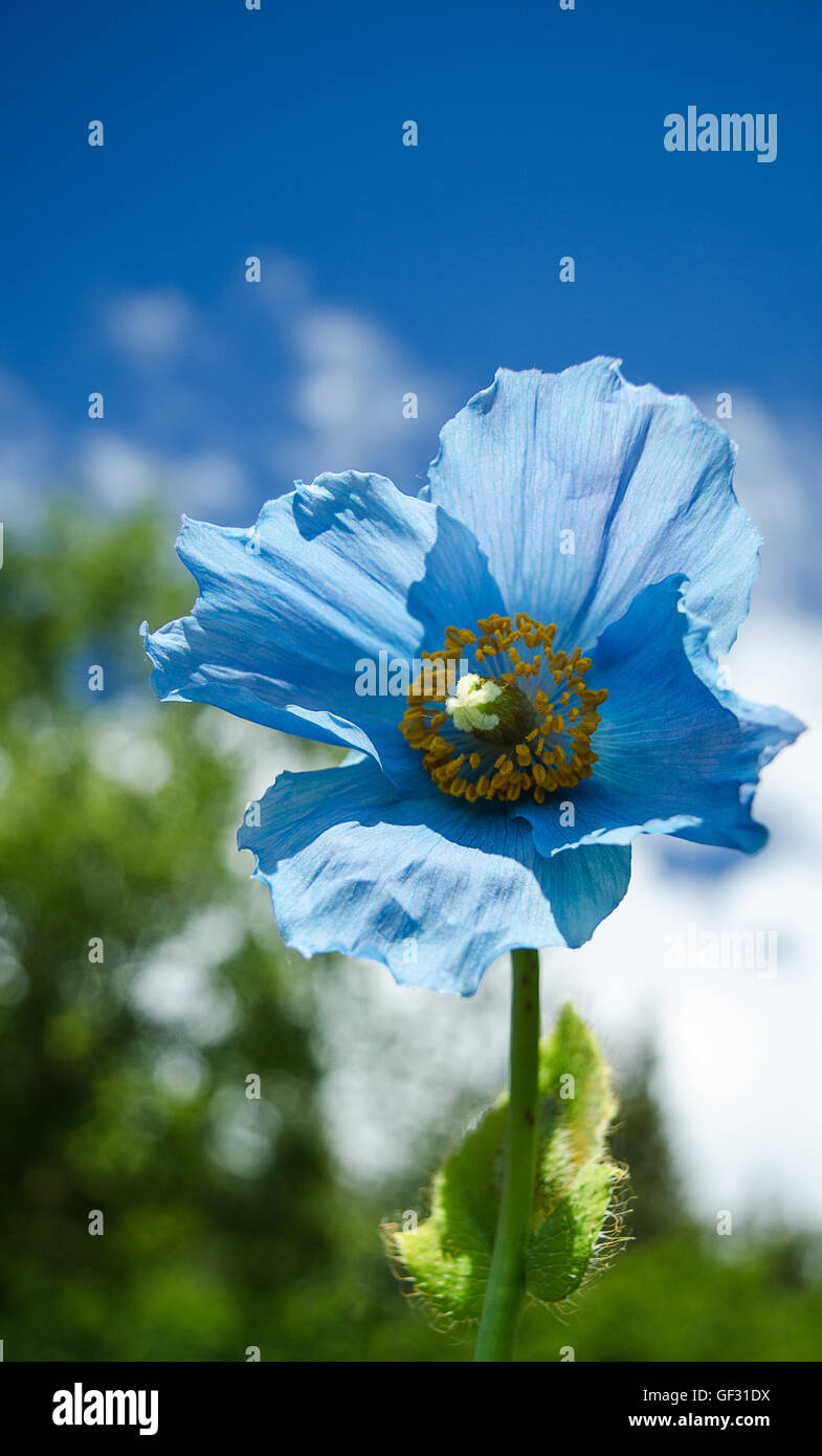 Alaskan poppy hi-res stock photography and images - Alamy
