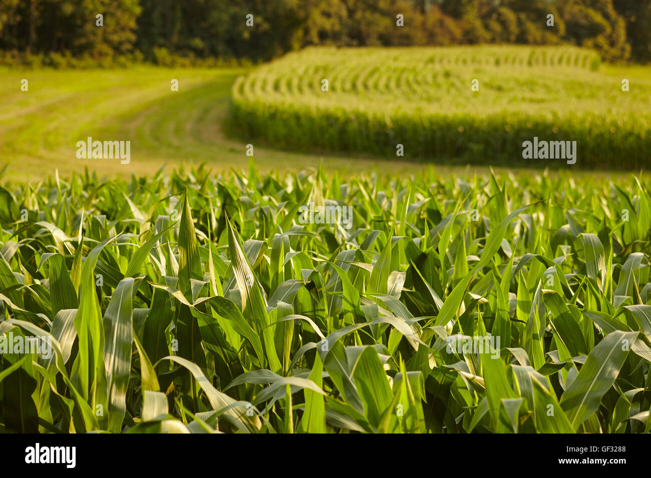 cornfields in summer, Lancaster County, Pennsylvania, USA Stock Photo ...