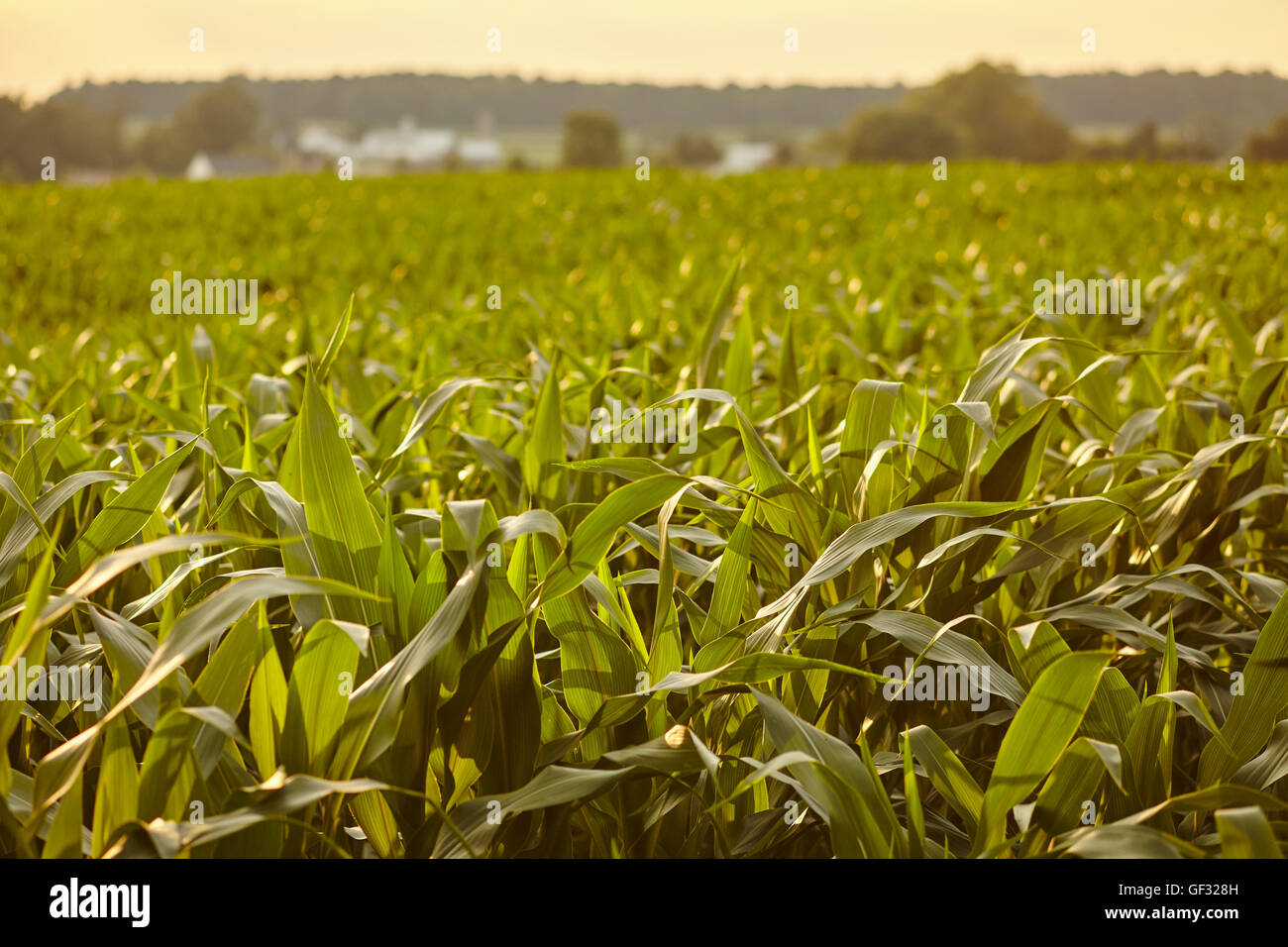 Summer season plants hi-res stock photography and images - Alamy
