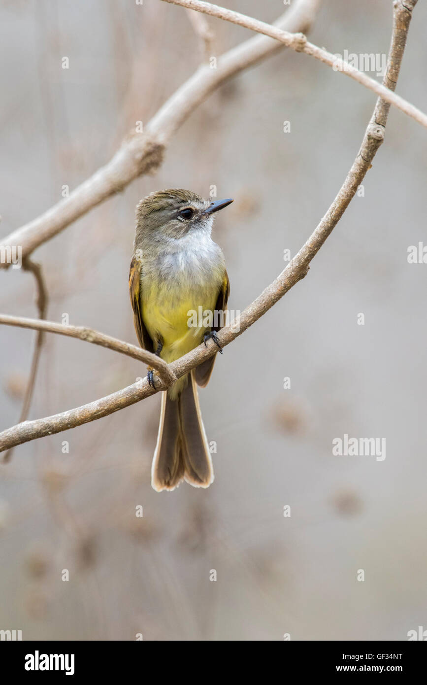 Flammulatus hi-res stock photography and images - Alamy