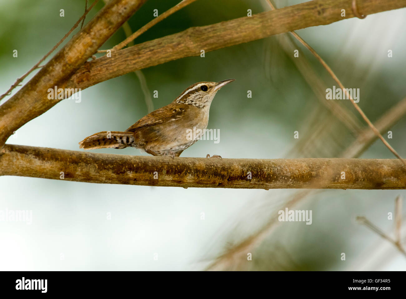Sinaloa Wren Thryothorus sinaloa west of El Tuito, Jalisco, Mexico 13 ...