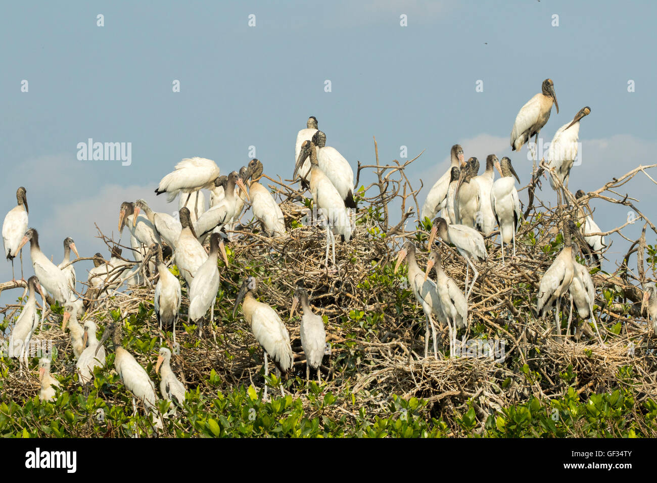 Wood Stork Mycteria americana San Blas, Nayarit, Mexico 7 June Adult ...