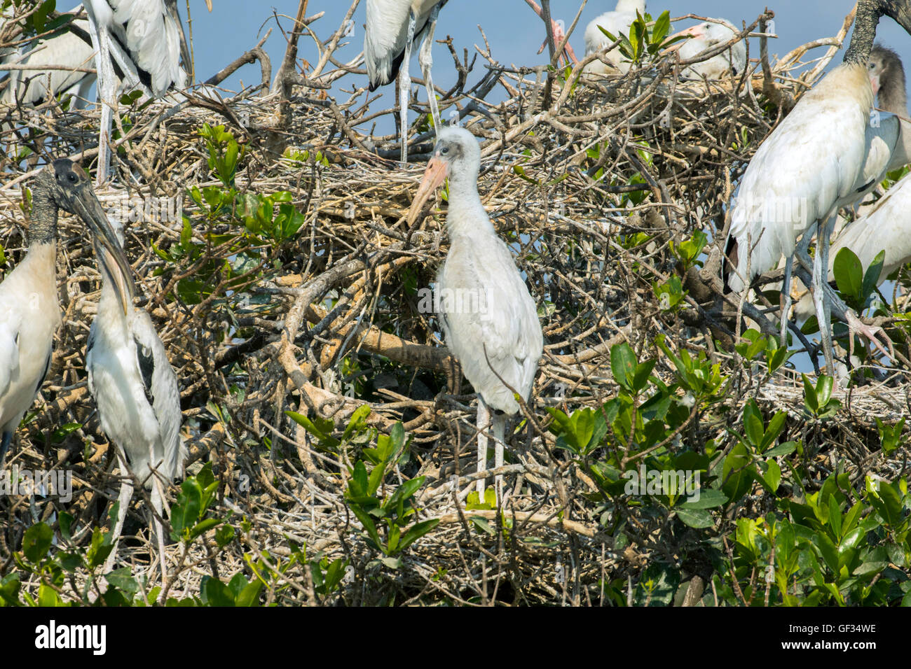 Wood Stork Mycteria americana San Blas, Nayarit, Mexico 7 June Juvenile ...