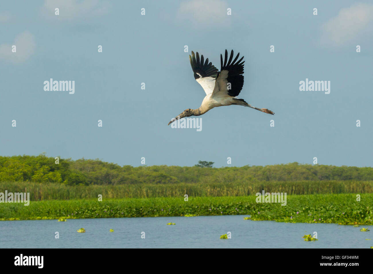 Wood Stork Mycteria americana San Blas, Nayarit, Mexico 7 June Adult in ...