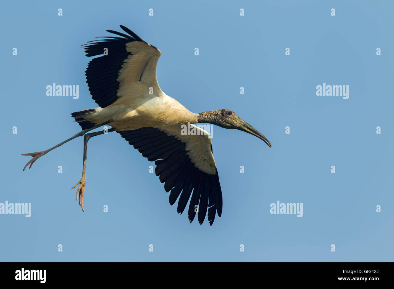 Wood Stork Mycteria americana San Blas, Nayarit, Mexico 7 June Adult in ...