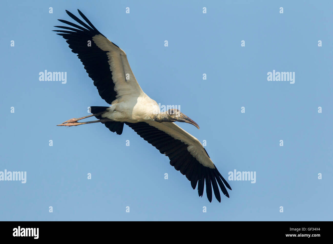 Wood Stork Mycteria americana San Blas, Nayarit, Mexico 7 June Adult in ...