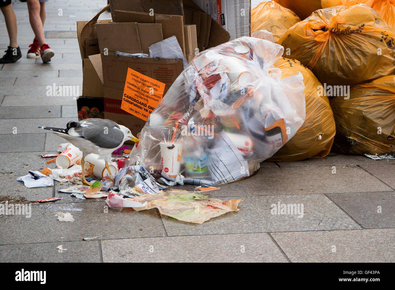 Seagulls rummage through rubbish left on city streets, making a mess on ...
