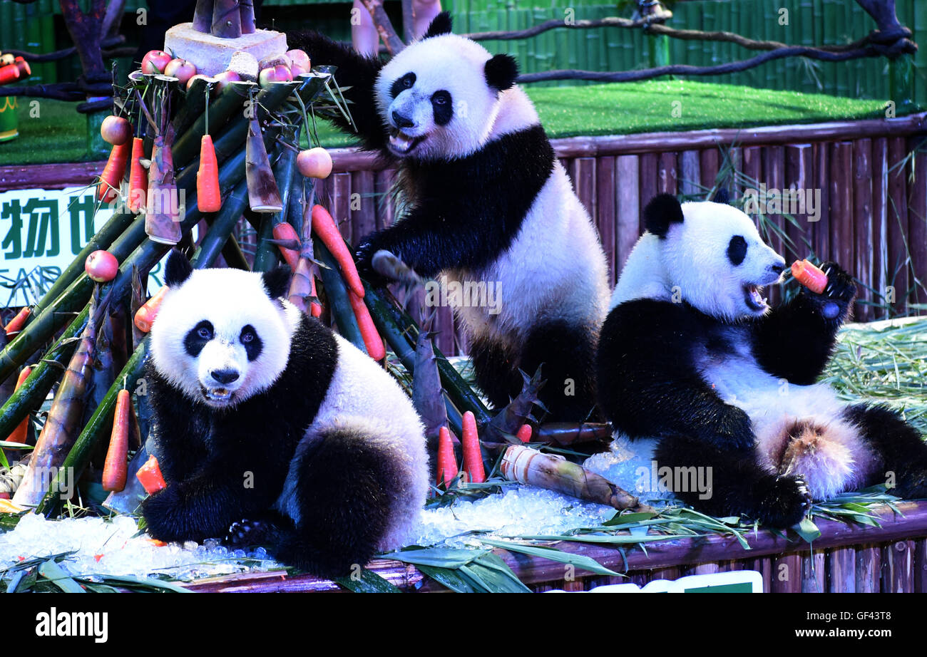 Guangzhou, China's Guangdong Province. 29th July, 2016. Giant panda ...