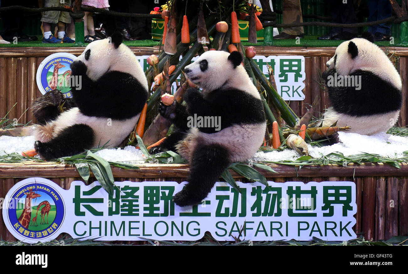 Guangzhou, China's Guangdong Province. 29th July, 2016. Giant panda ...