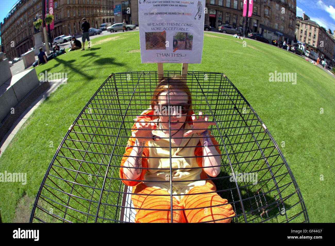 Glasgow, Scotland, UK 29th July 2016.International Tiger day :Tiger ...