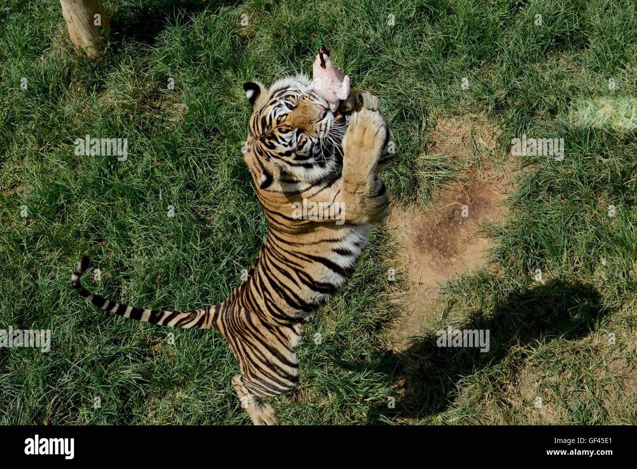 Solo, Central Java, Indonesia. 29th July, 2016. : Sumatran tiger ...