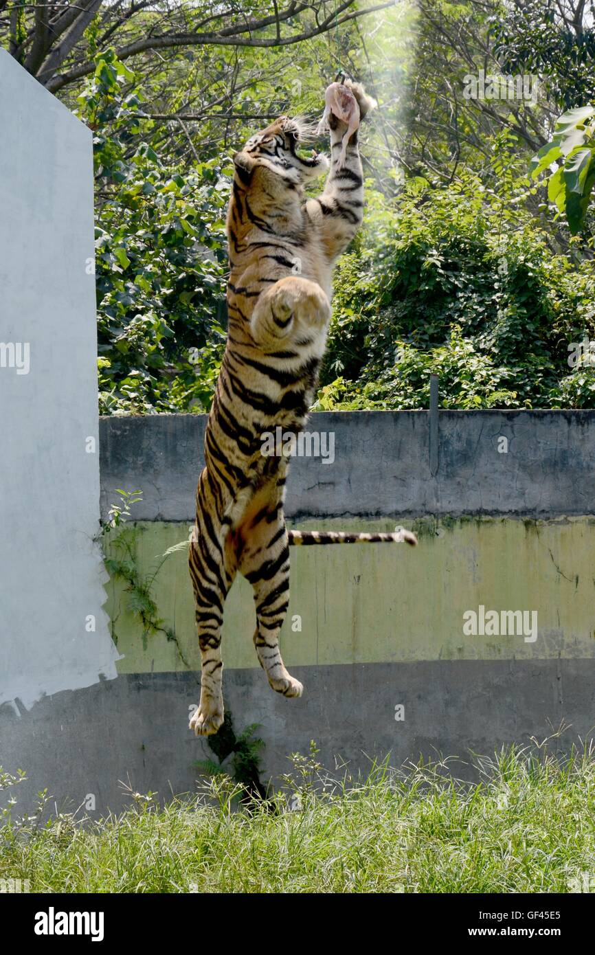 Solo, Central Java, Indonesia. 29th July, 2016. : Sumatran tiger ...