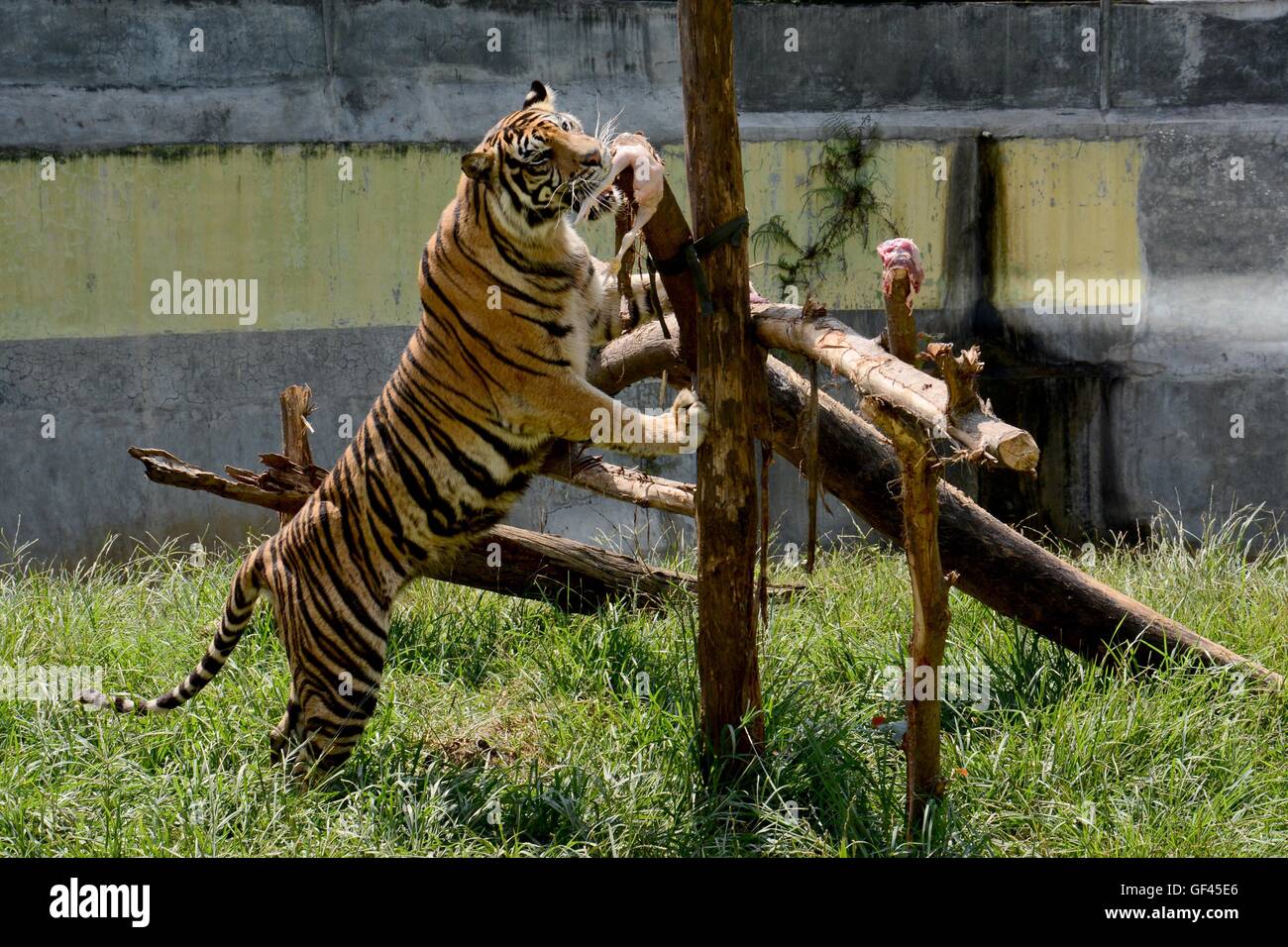 Solo, Central Java, Indonesia. 29th July, 2016. : Sumatran tiger ...