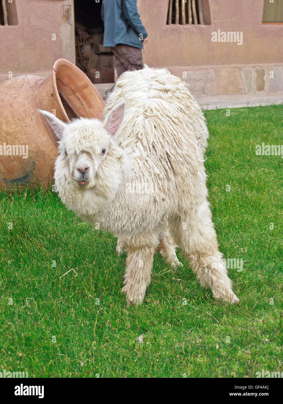 Alpaca vicugna pacos young hi-res stock photography and images - Alamy