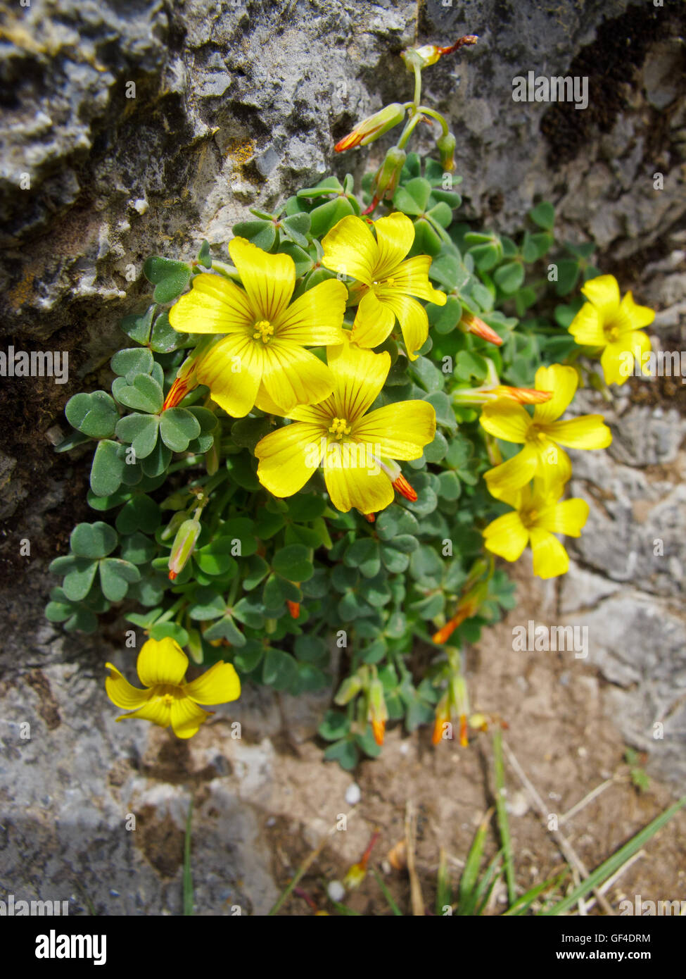 Peruvian flower hi-res stock photography and images - Alamy