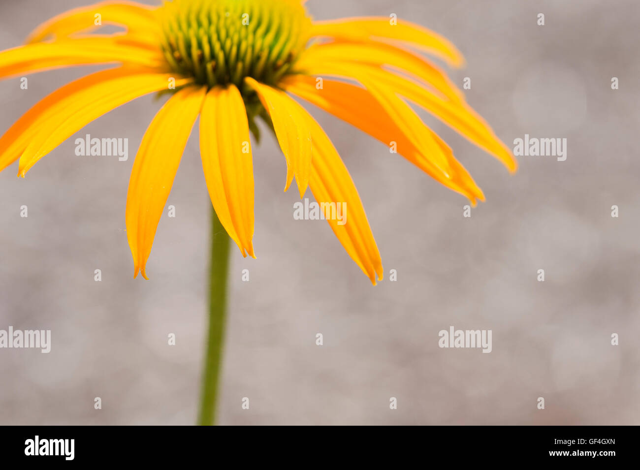 Echinacea 'Now Cheesier'. Coneflower. Selective Focusing Stock Photo ...