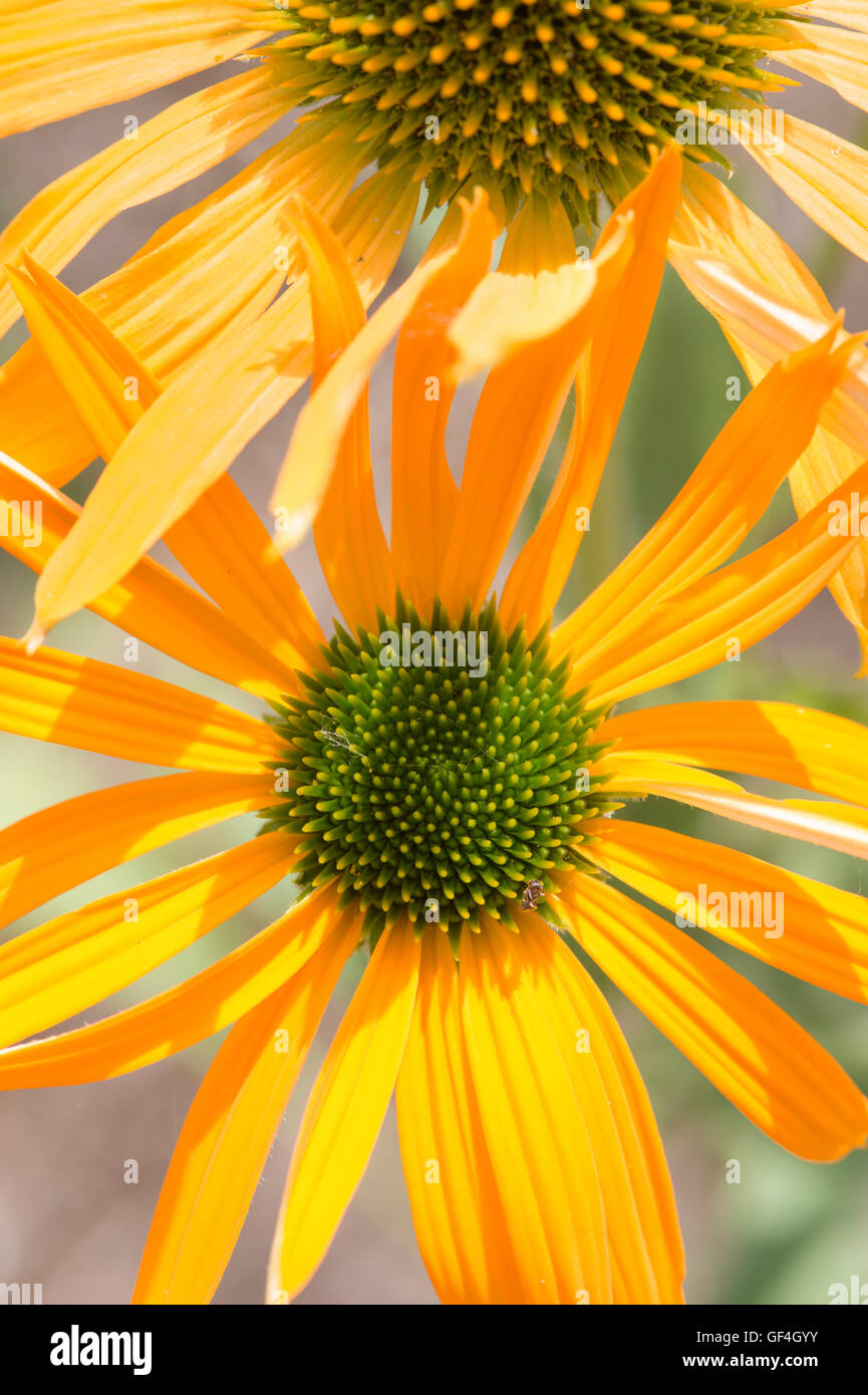 Echinacea 'Now Cheesier'. Coneflower. Selective Focusing Stock Photo ...