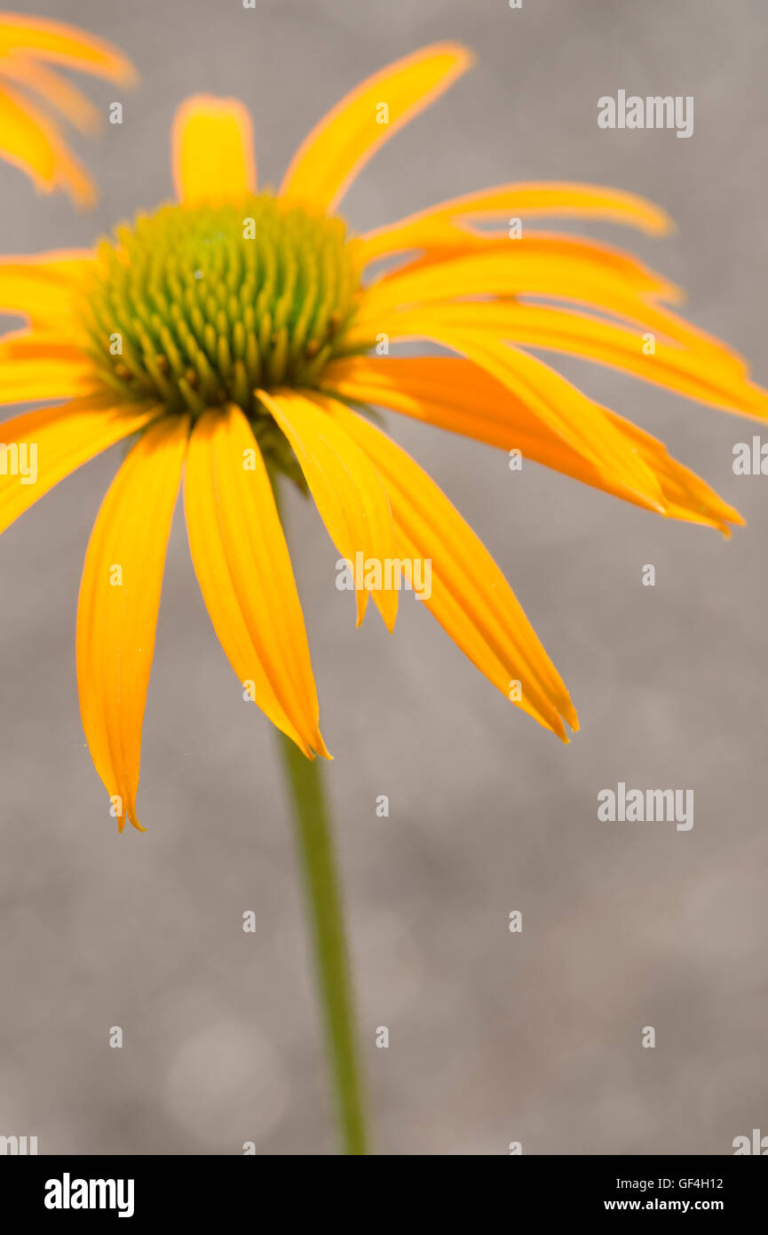 Echinacea 'Now Cheesier'. Coneflower. Selective Focusing Stock Photo ...