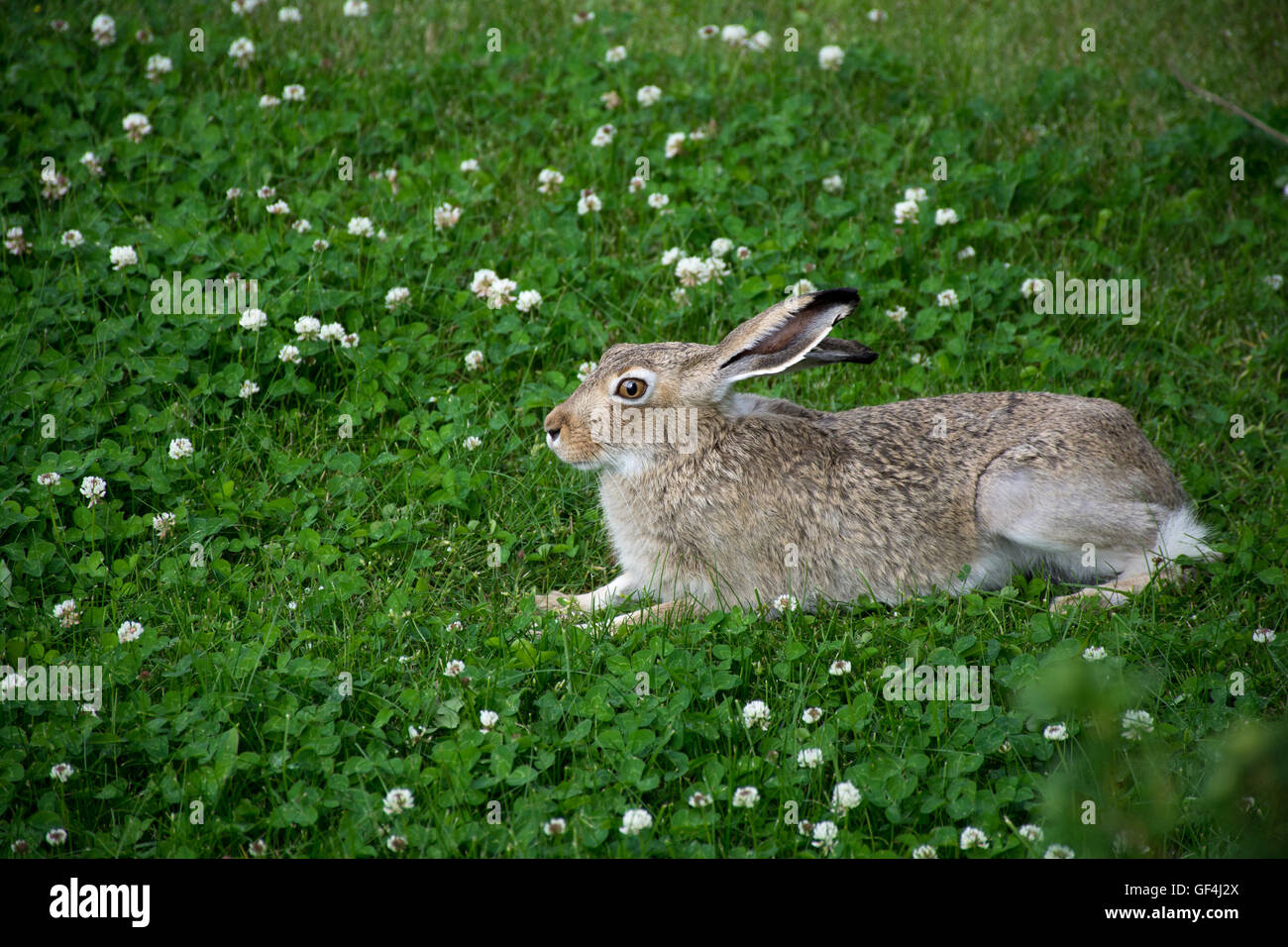 Rabbit in Nature Stock Photo - Alamy