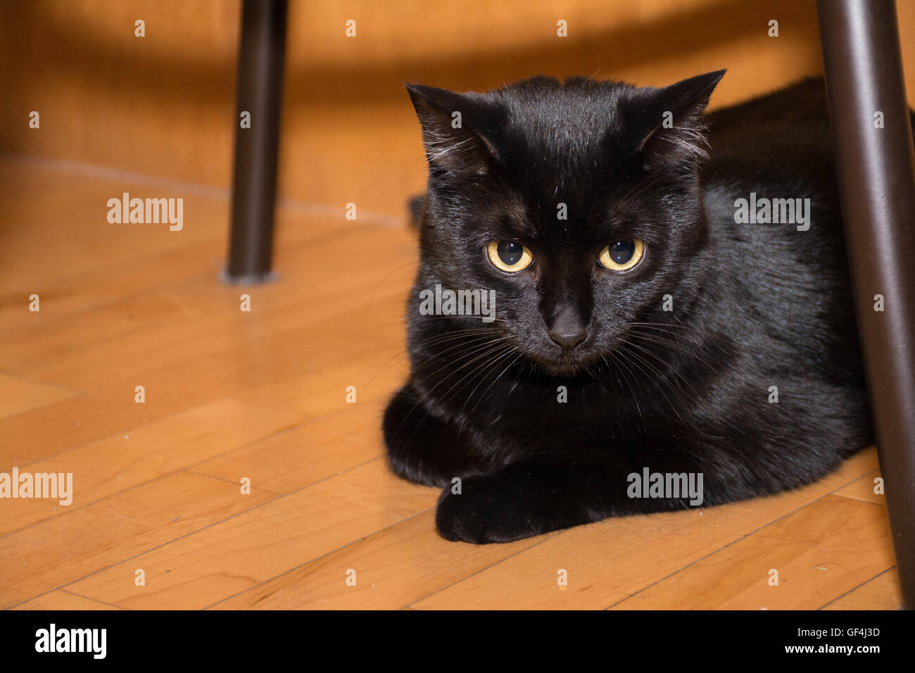 Sadie the Cat Stock Photo - Alamy