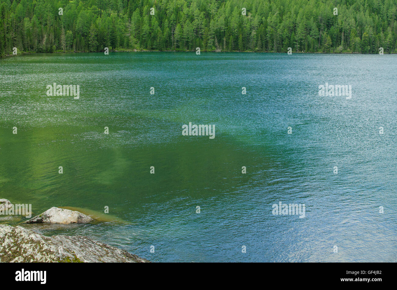 landscape the blue lake among a taiga Stock Photo - Alamy