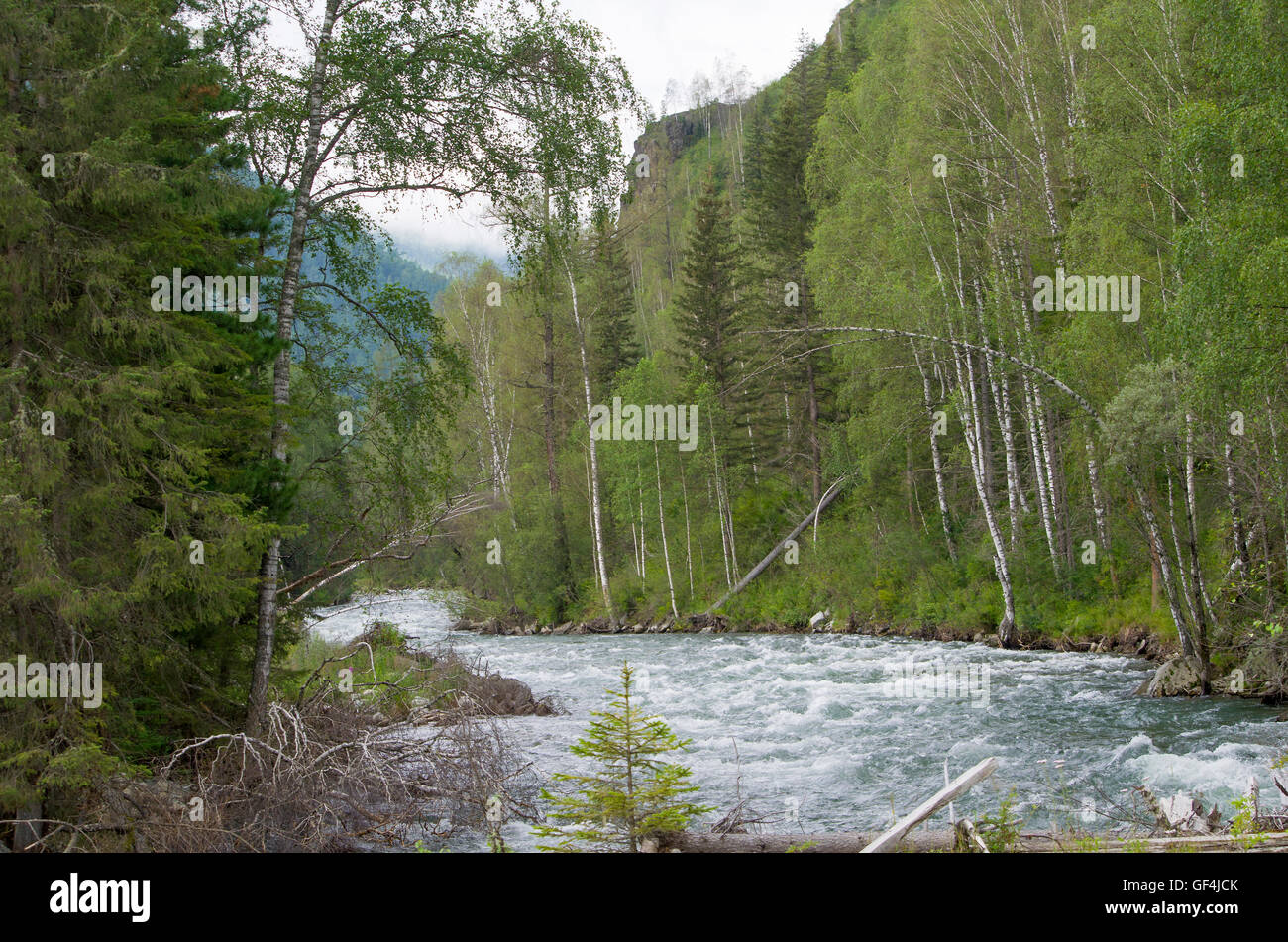 River Among Trees High Resolution Stock Photography and Images - Alamy