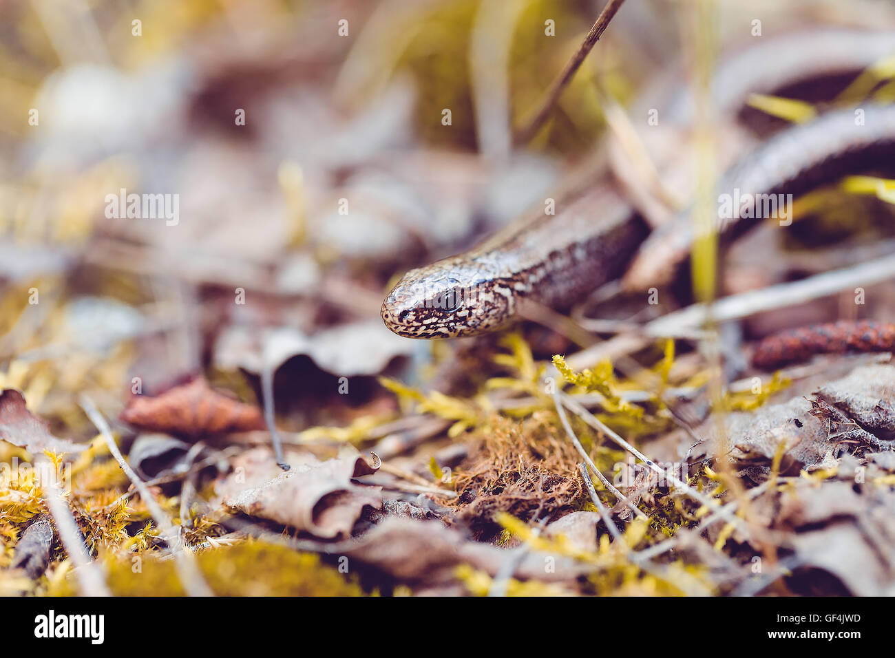 Slow Worm or Blind Worm, Anguis fragilis. Slow Worm lizards are often ...