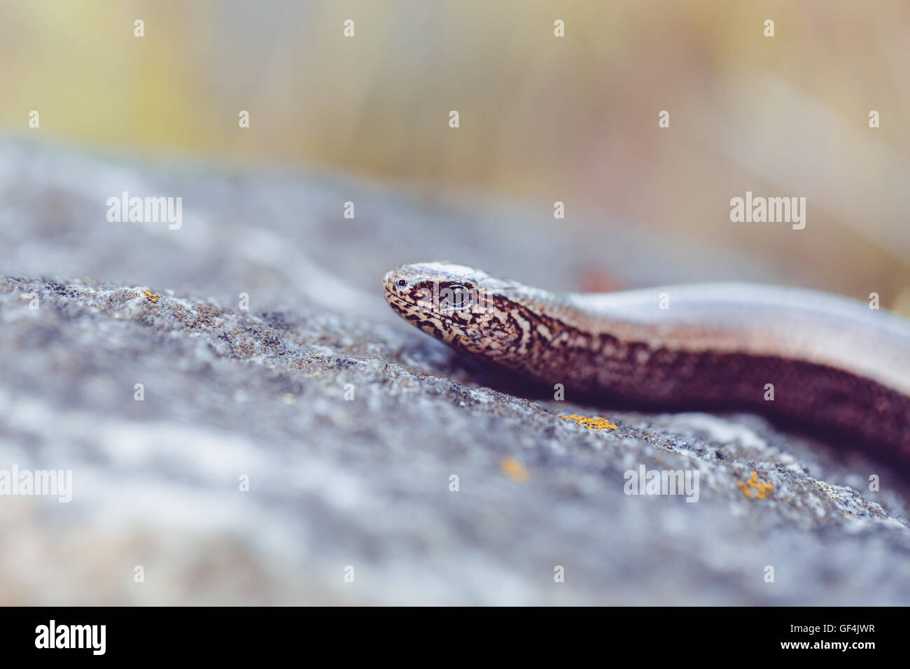 Slow Worm or Blind Worm, Anguis fragilis. Slow Worm lizards are often ...