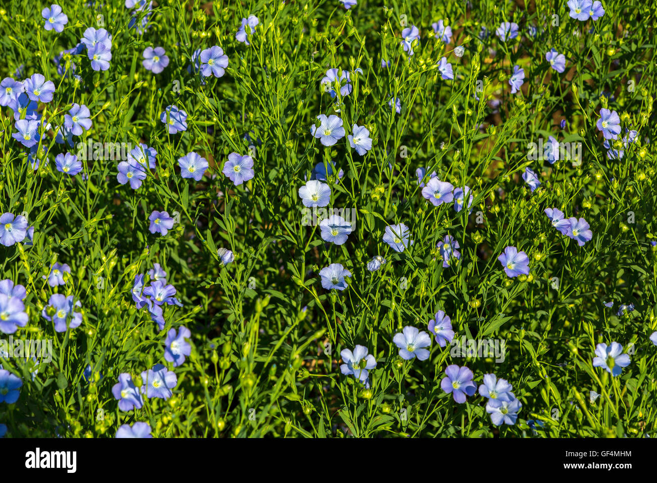 Flowering blue flax field Stock Photo - Alamy