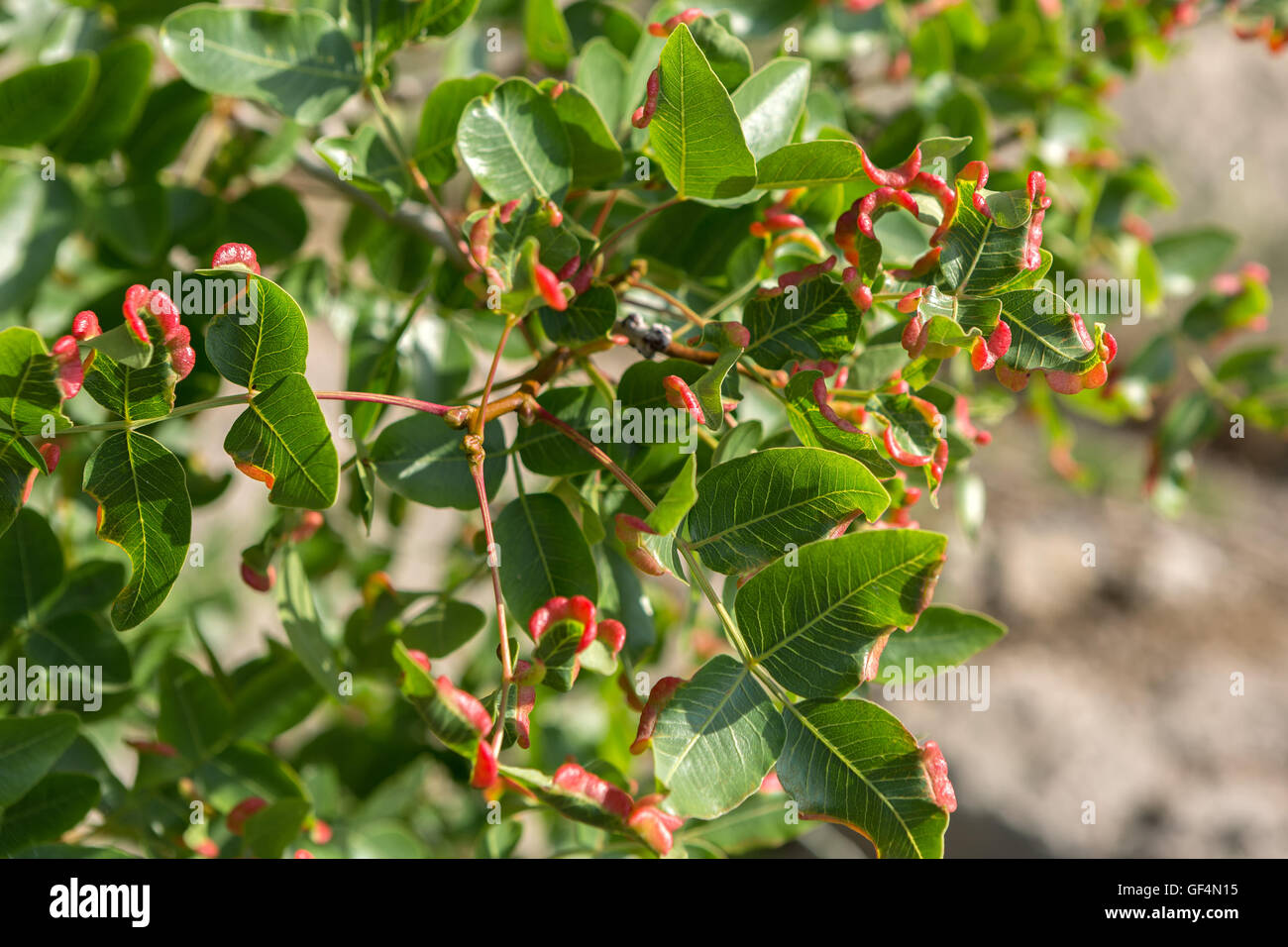 Pistacia atlantica or Persian turpentine tree Stock Photo - Alamy