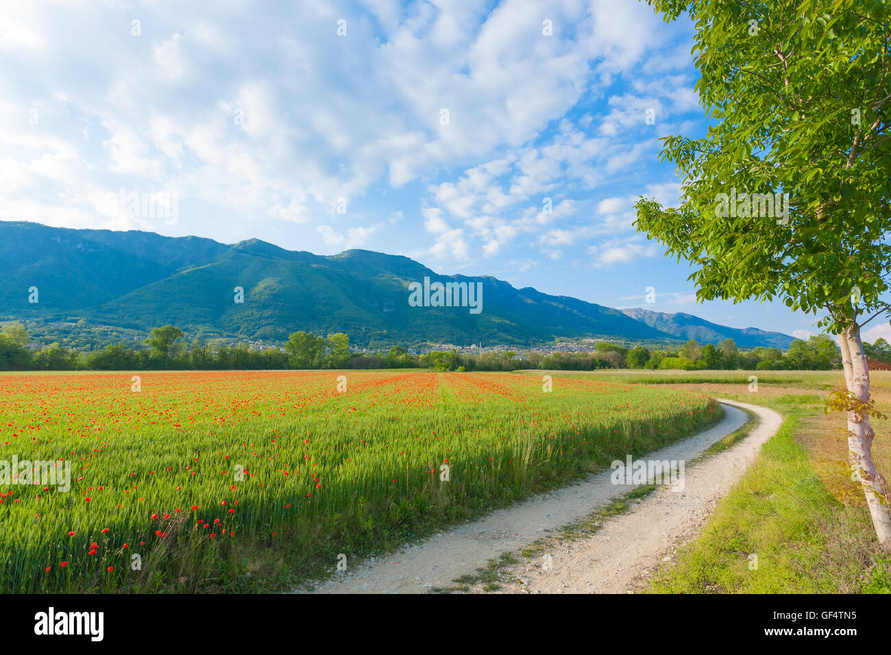Dirt road trough italian countryside. Field of red poppies. Rural life ...