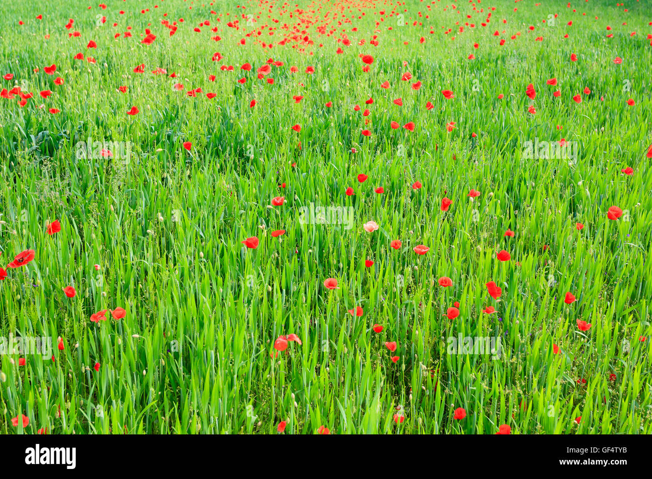Field of poppy flowers. Nature background. Red and green Stock Photo ...