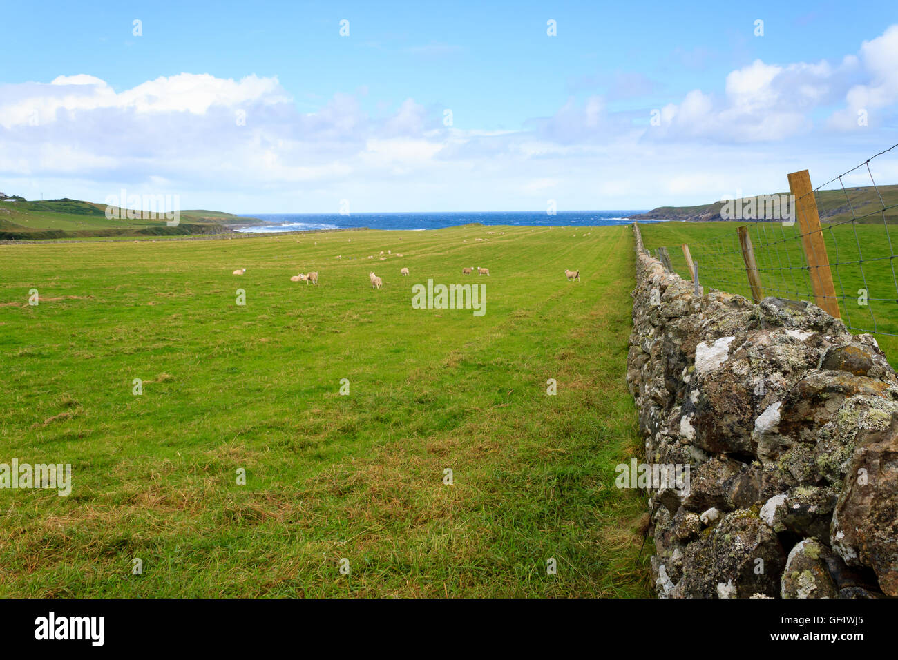 Scottish countryside, livestock fence. Stone wall in perspective ...