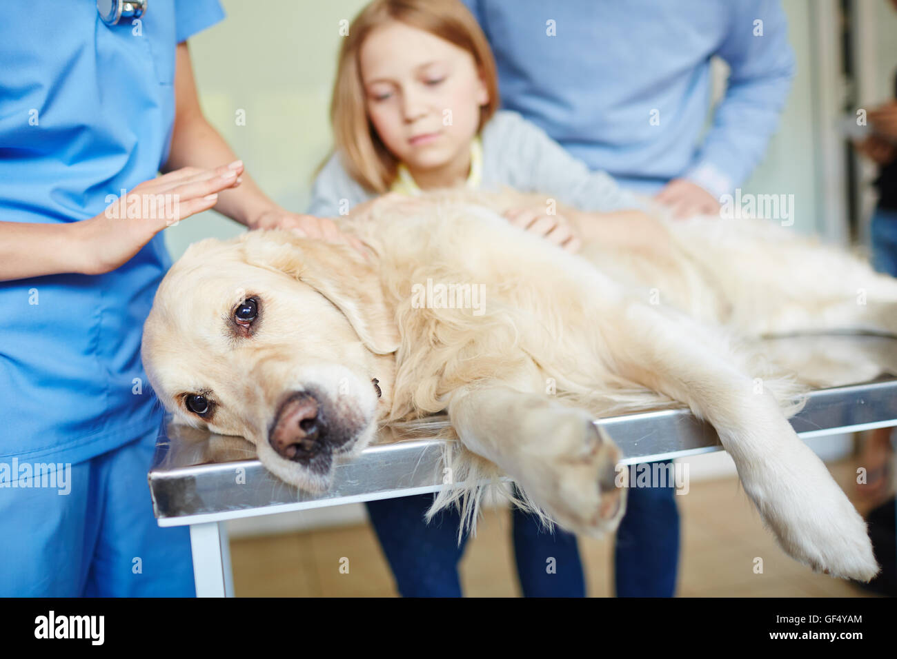 Animal care hi-res stock photography and images - Alamy