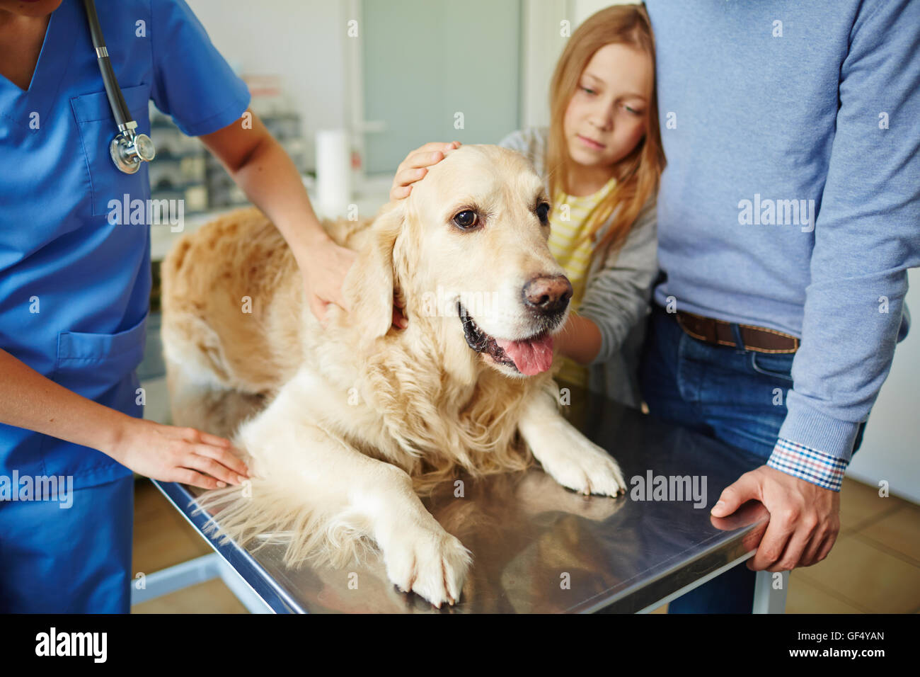 Dog on medical table Stock Photo - Alamy