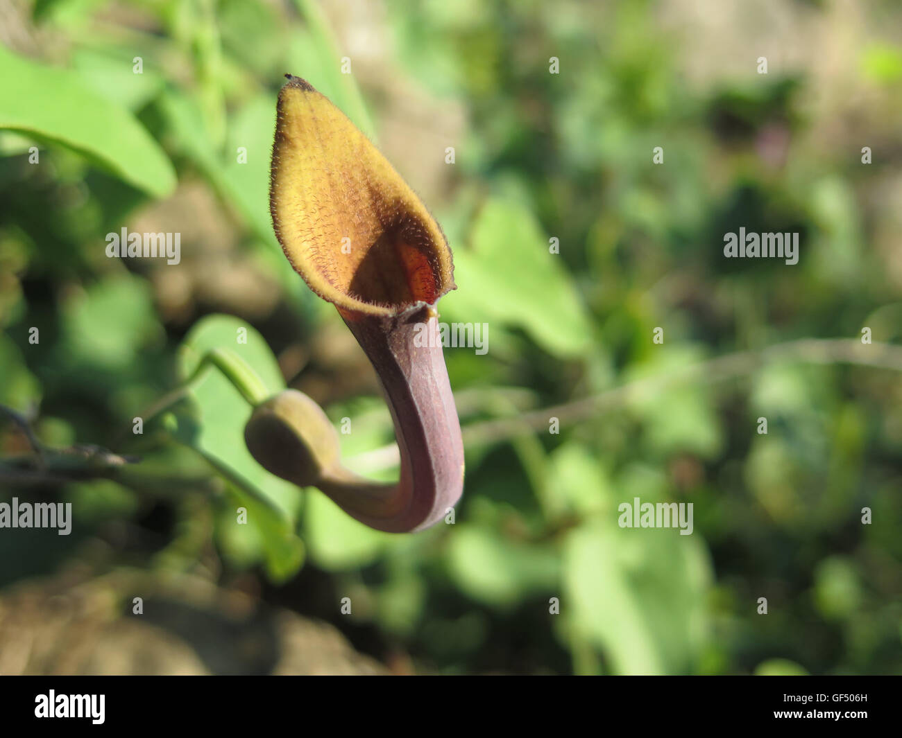wild flower pods on pitcher plant weed in countryside in Alora ...