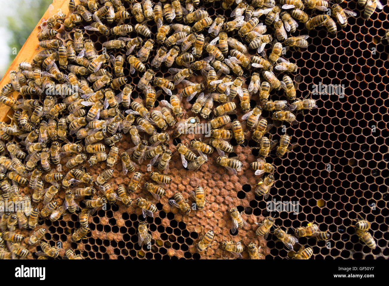 Queen bee detail. Apiculture, rural life. Beekeeping Stock Photo - Alamy