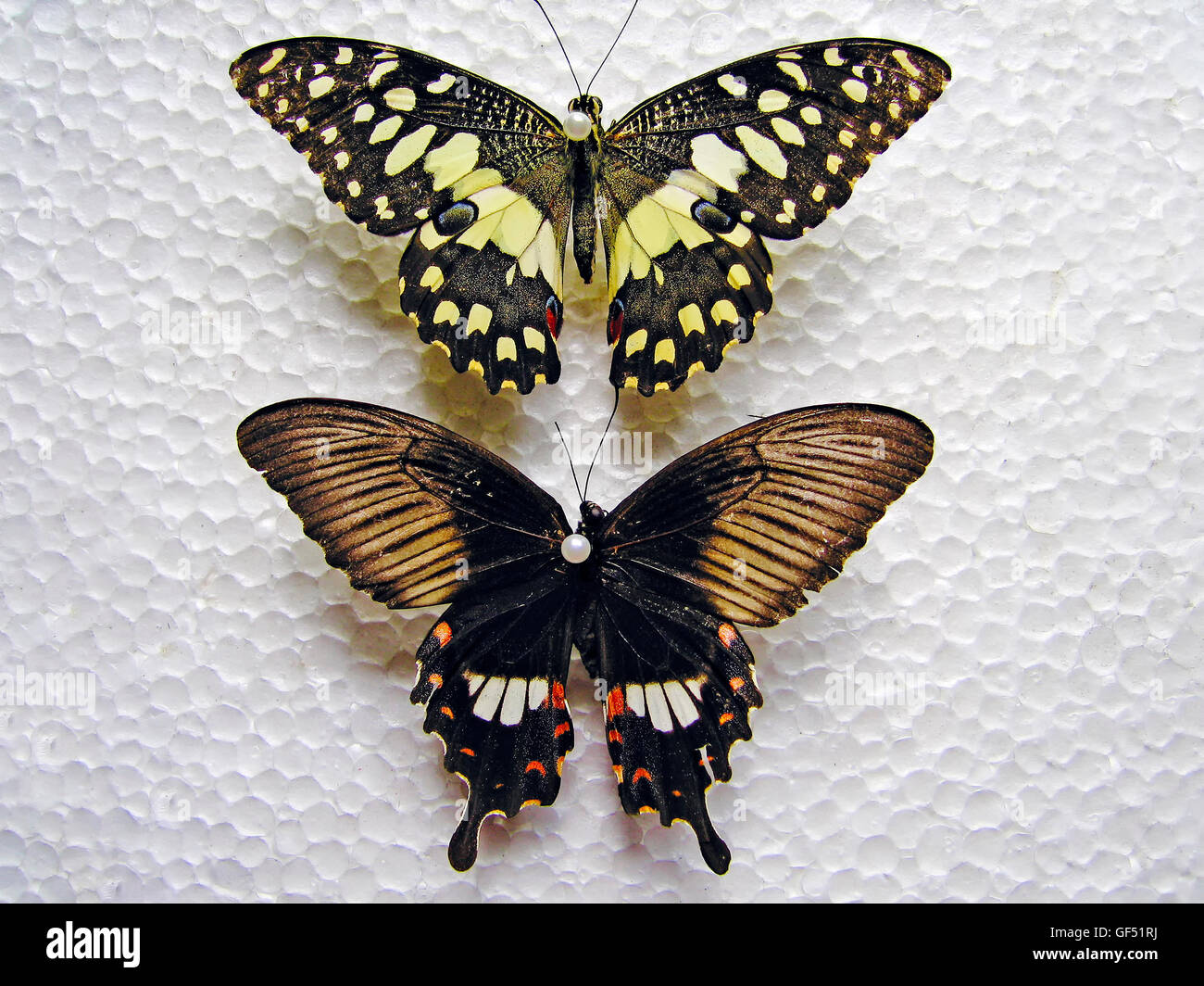 Pinned specimens hi-res stock photography and images - Alamy