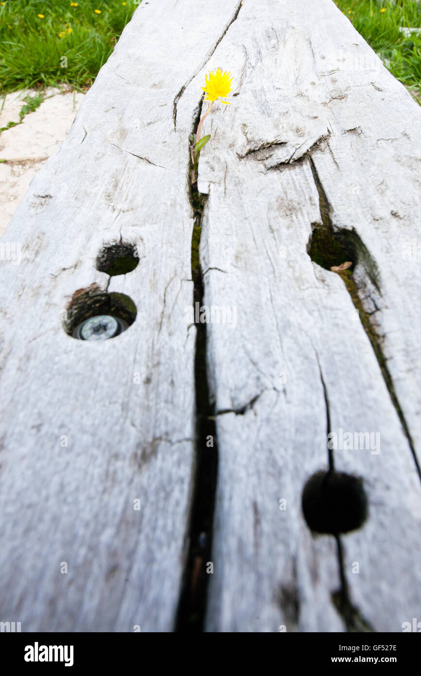 Flower growing in a timber slot. Taraxacum officinale detail Stock ...