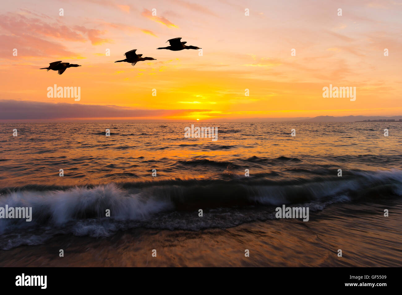 Ocean sunset birds is three large seabirds caught in mid flight flying ...