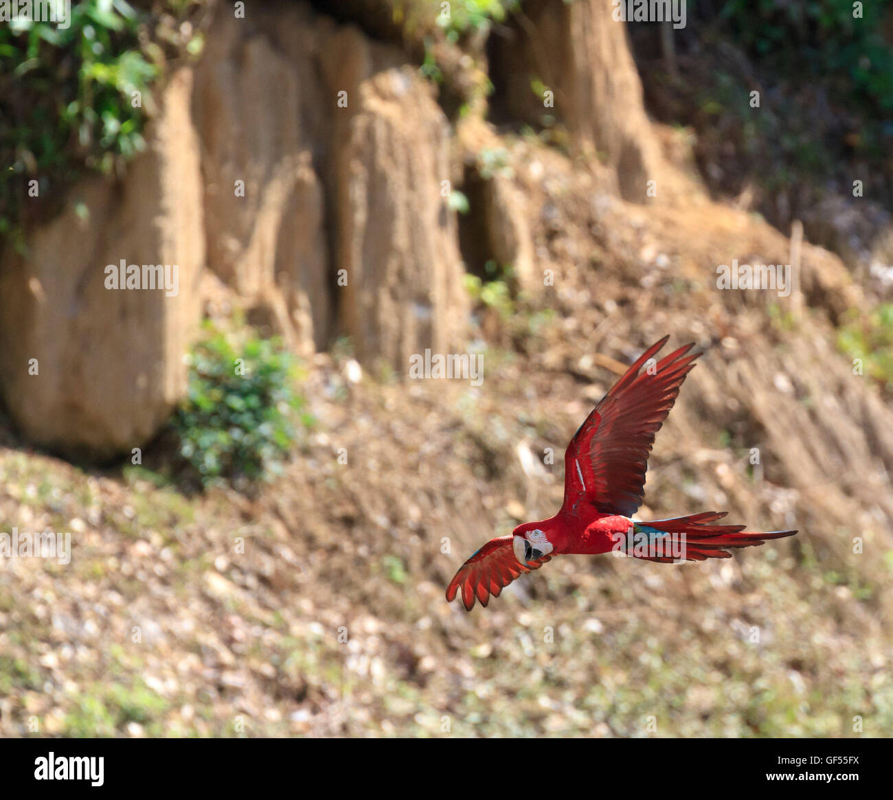 Red and Green Macaw, Blanquillo Clay Lick, Manú National Park, Peru ...