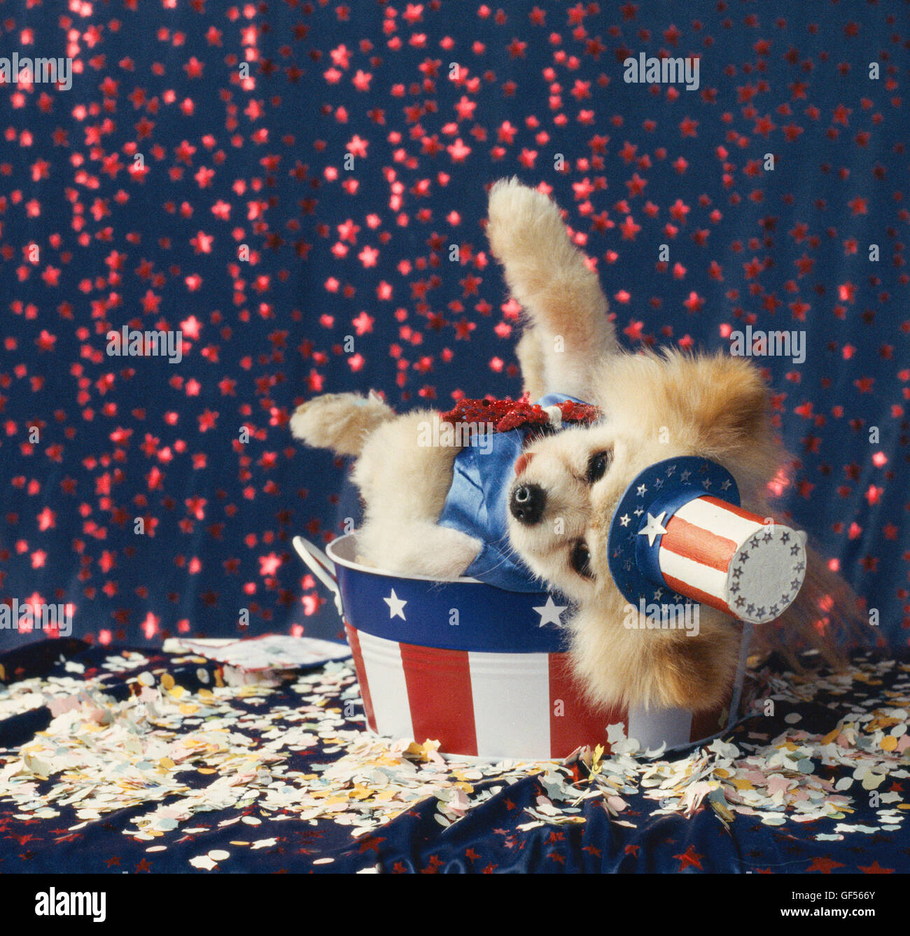 Little dog dressed like Uncle Sam in red, white and blue is running for ...