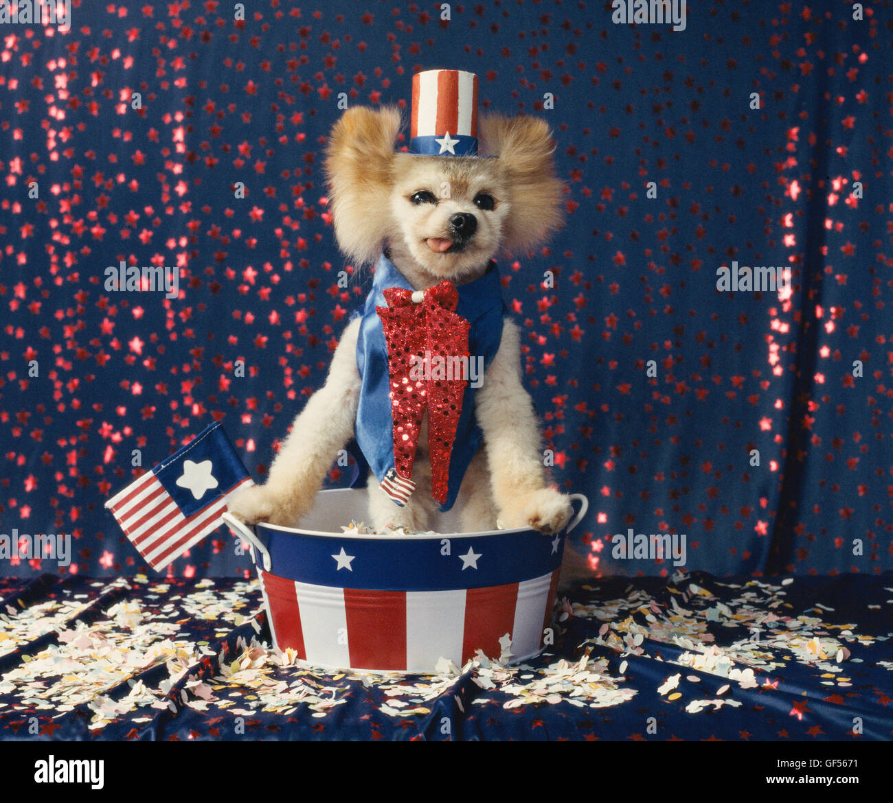 Little dog dressed like Uncle Sam in red, white and blue is running for ...