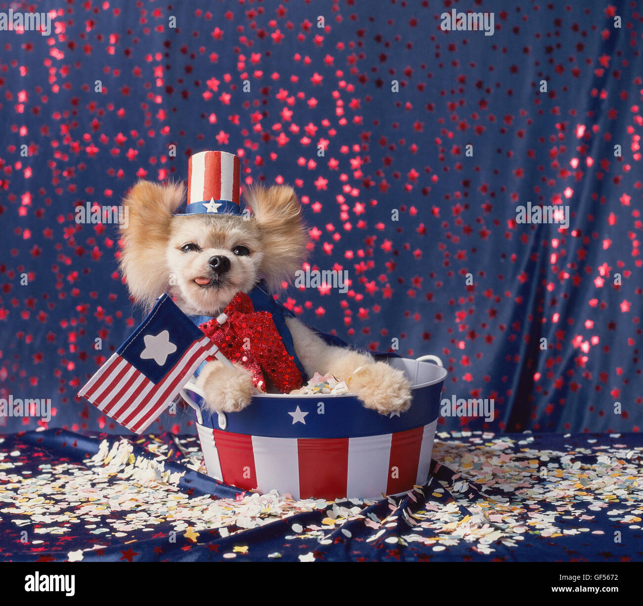 Little dog dressed like Uncle Sam in red, white and blue is running for ...