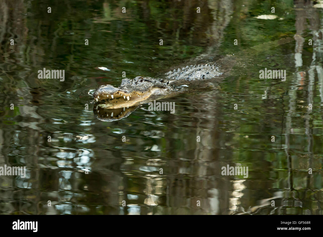The American alligator in water with open mouth and big teeth. Florida ...