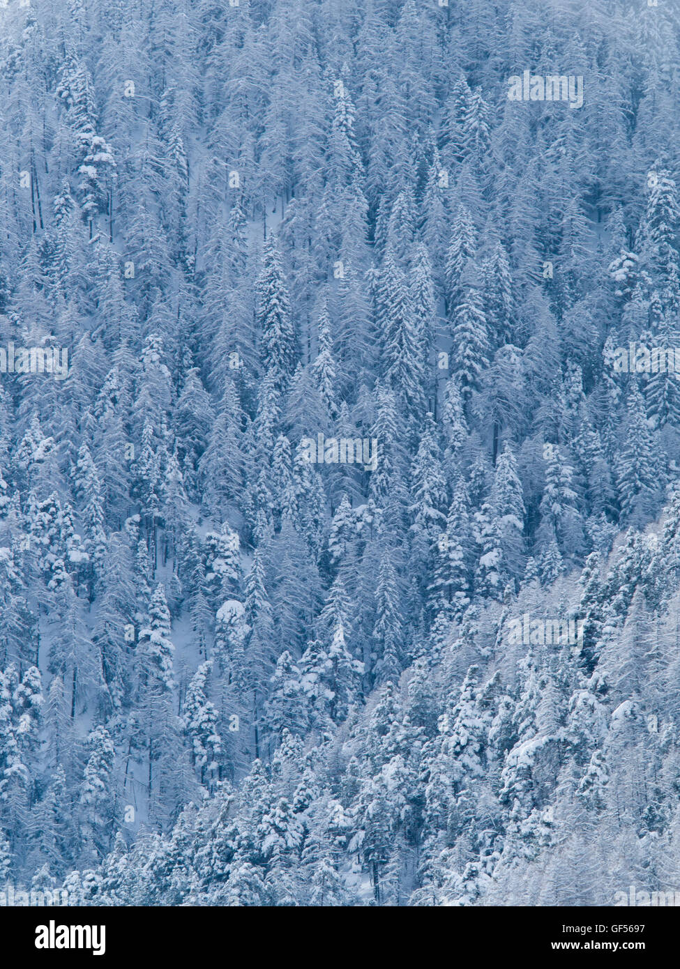 trees of a forest in the Alps on the side of a mountain covered with ...