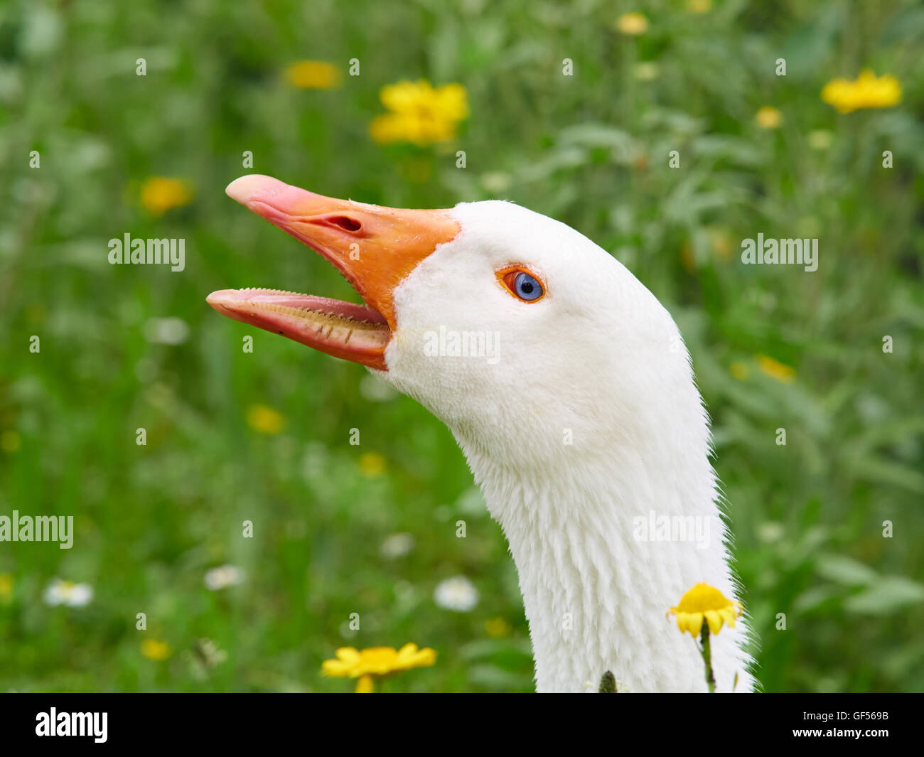 portrait of a white geese with beak open. Grass and yellow flowers in ...