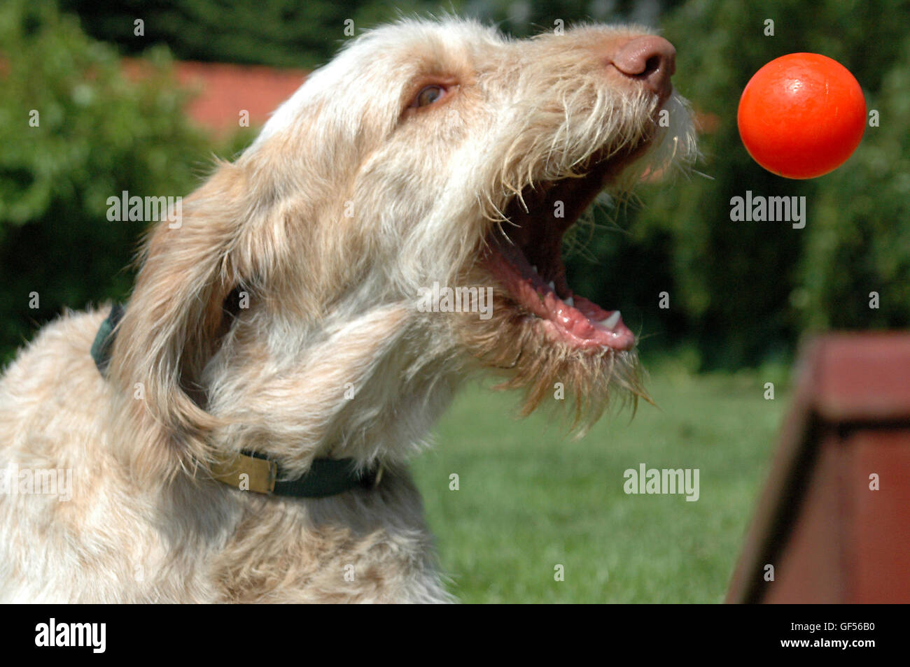 Flyball Dog High Resolution Stock Photography and Images - Alamy