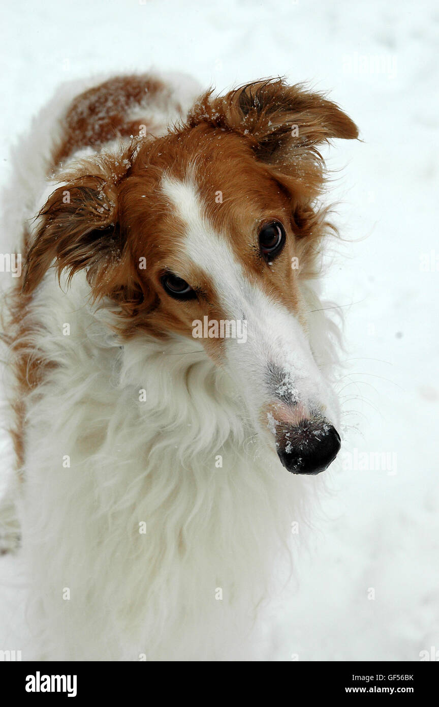 White - golden Borzoi dog stands with is head tilted, the backdrop is ...